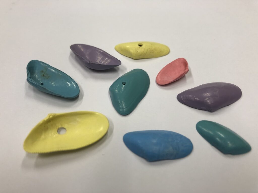 Kleppen van en over Schelpen – Shells and Pebbles